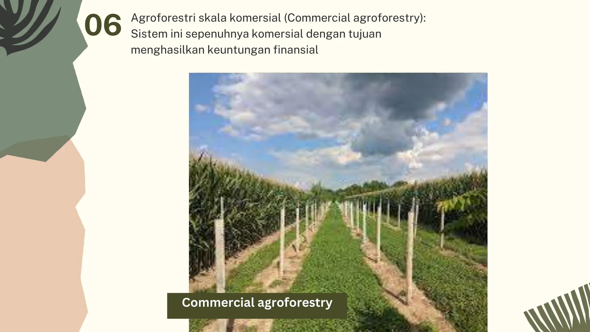 Klasifikasi sistem agroforestry.docx - Presentation.pptx