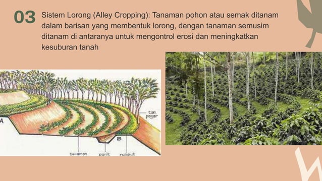 Klasifikasi sistem agroforestry.docx - Presentation.pptx