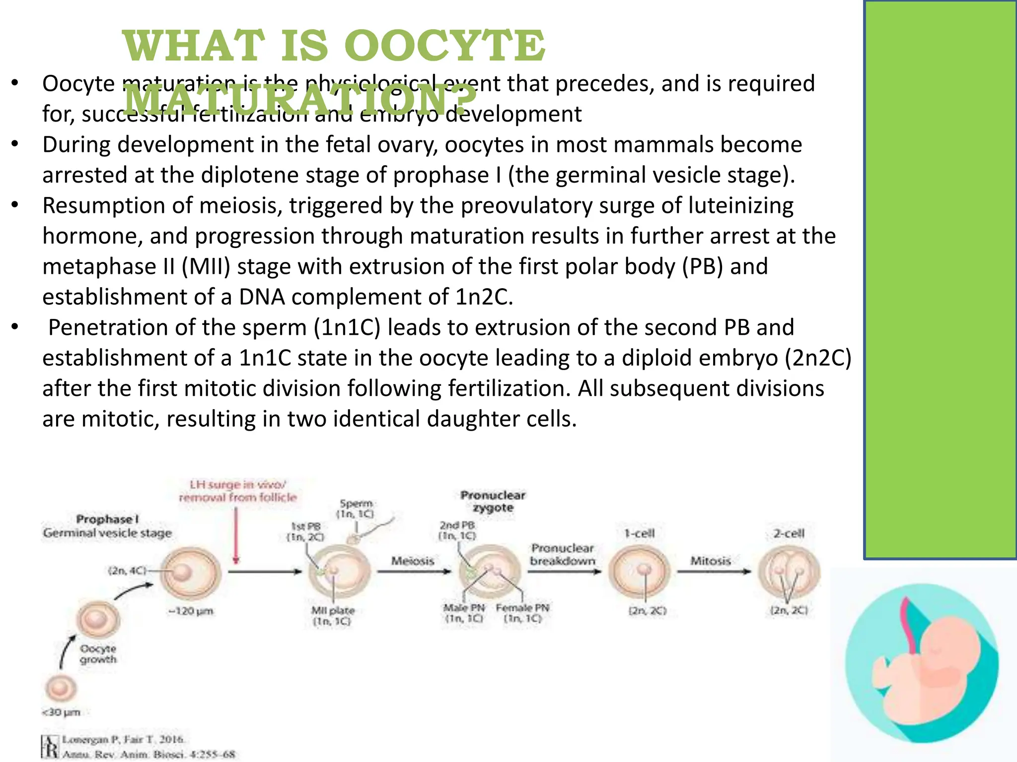 IVM (In vitro oocyte maturation).pptx