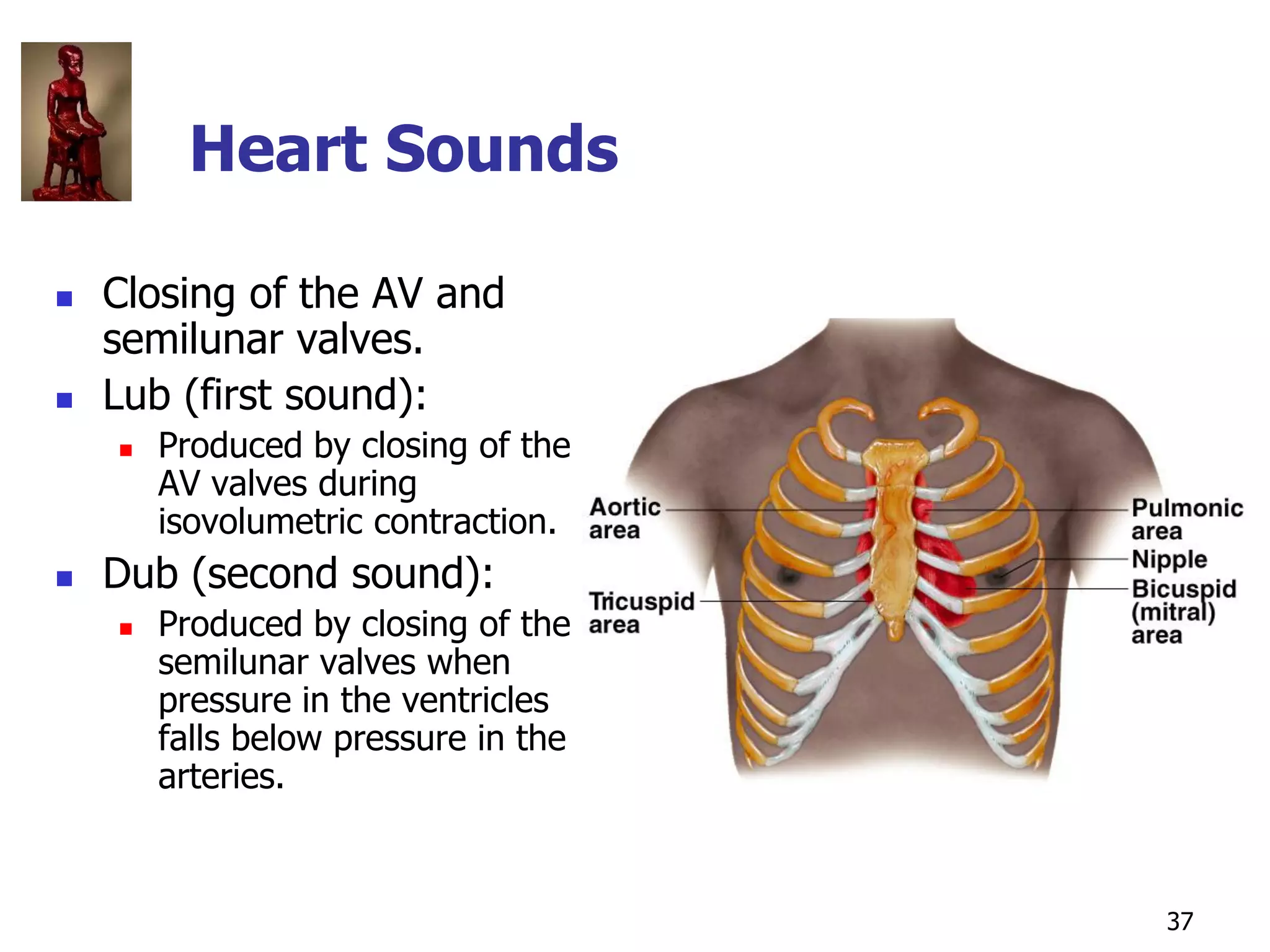 IVMS CV- Comprehensive Overview of Heart and Circulation | PDF