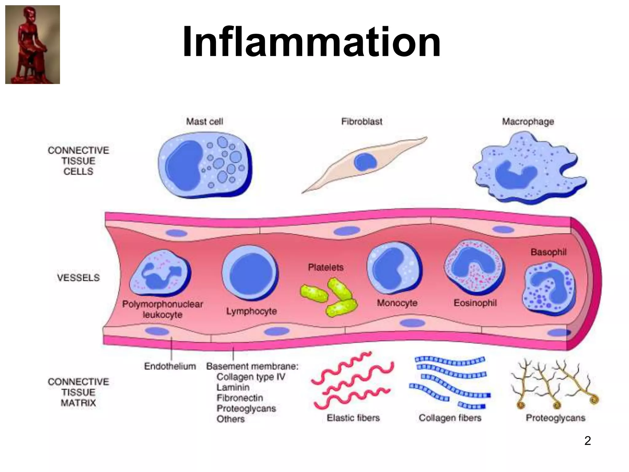 IVMS-Gen Path-Inflammation | PPTX