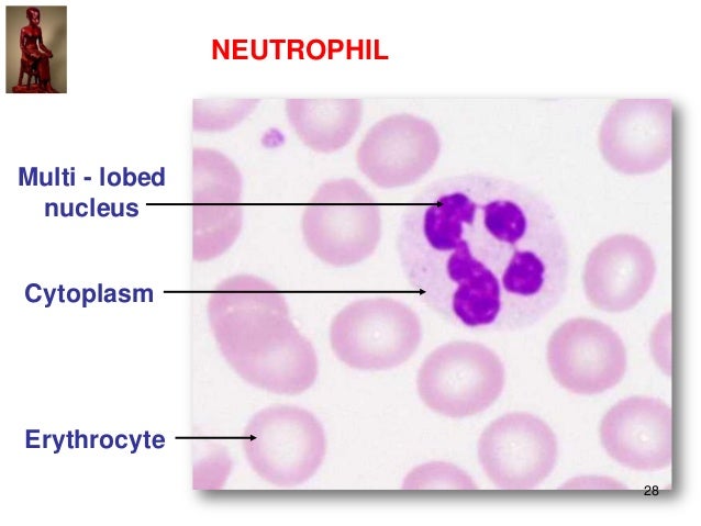 IVMS Hematology Comprehensive Blood Physiology Review