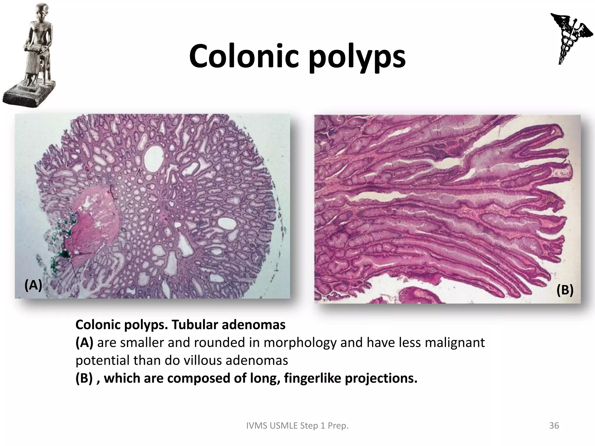 High Yield Image Plates-Gross Pathology, Histopathology, Microbiology ...