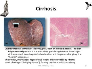 High Yield Image Plates-Gross Pathology, Histopathology, Microbiology ...