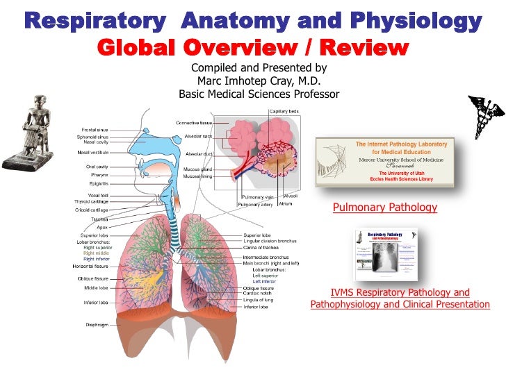 Pulmonary Anatomy And Physiology