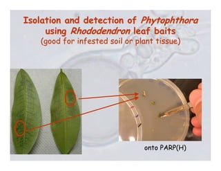 Ivors Fighting Phytophthora 08 | PDF | Gardening | Home & Garden