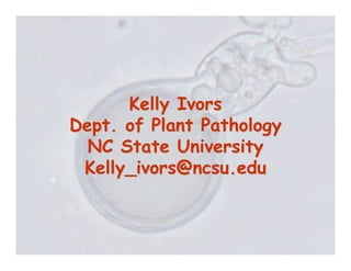Ivors Fighting Phytophthora 08 | PDF | Gardening | Home & Garden