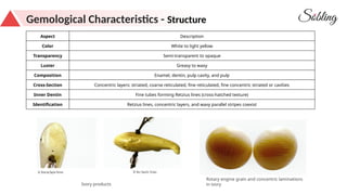 Ivory Guidebook And Other 7 Kinds Of Organic Gemstones’ Secrets.pptx ...