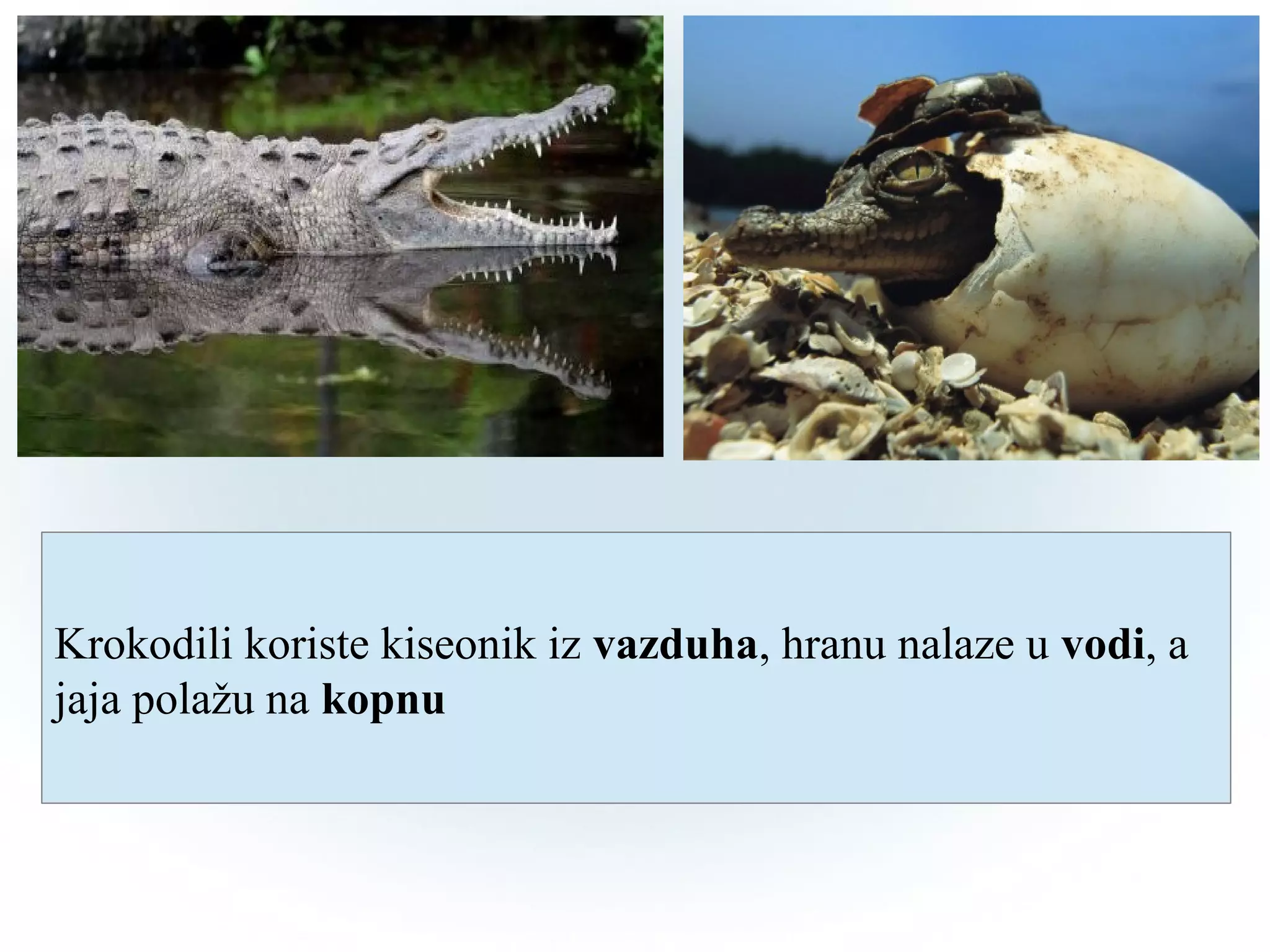 ŽIvotna sredina i životno stanište | PPT