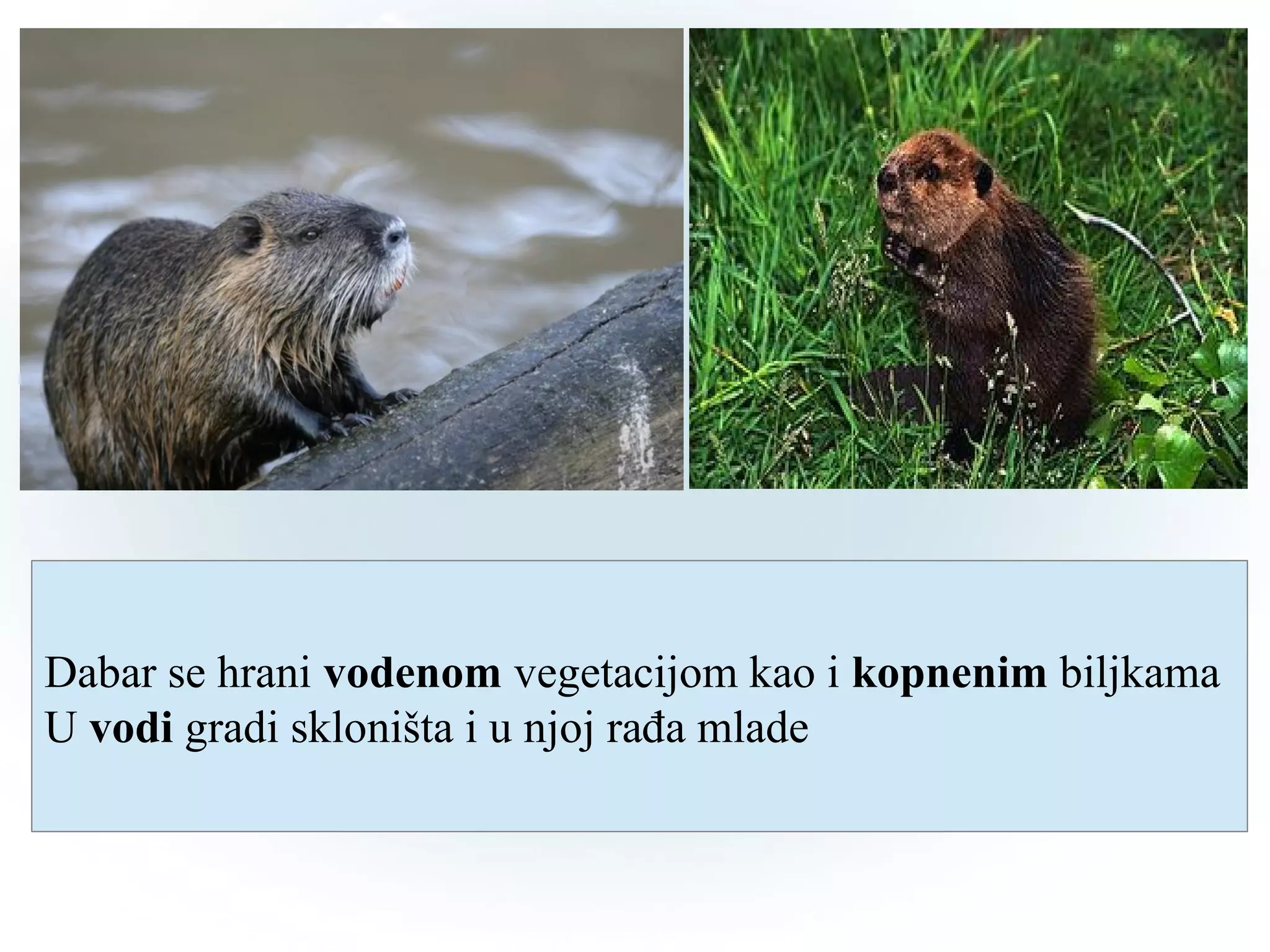 ŽIvotna sredina i životno stanište | PPT