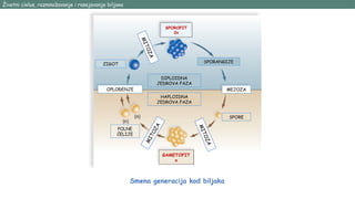 Ivotni cilus-razmnoavanje-i-rasejavanje-biljaa compress | PDF