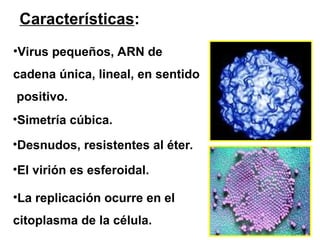 IV Picornavirus, hepatitis y rotavirus - Adenovirus - Rotavirus.ppt