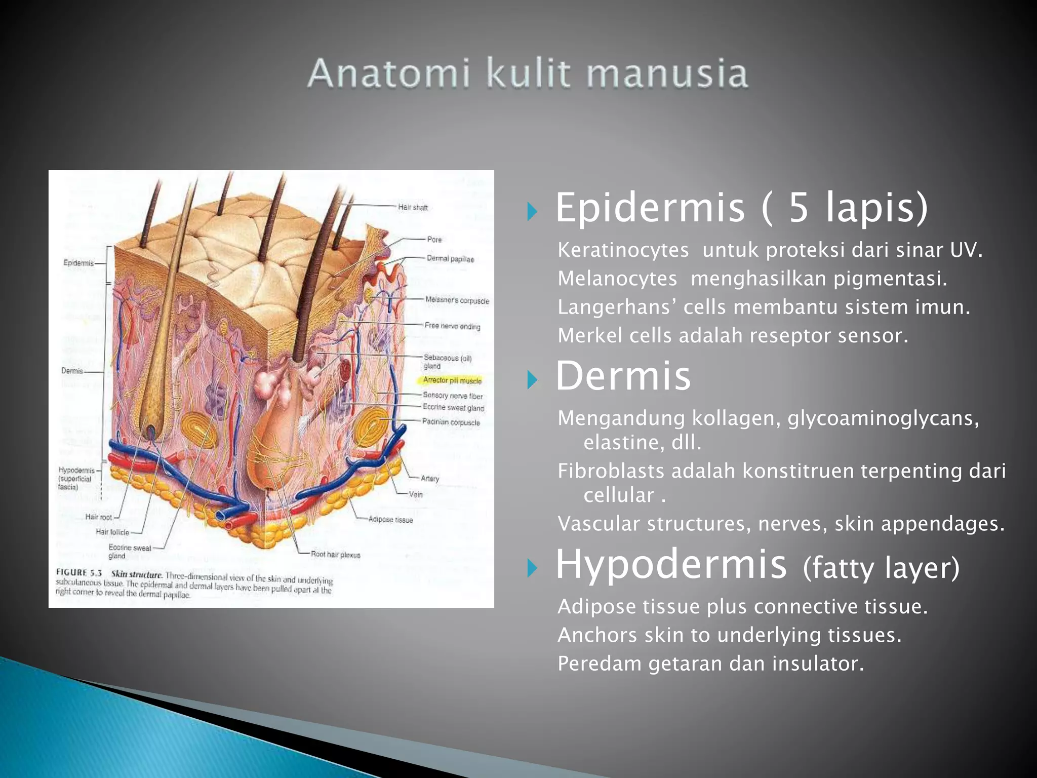 (IV) Sistem Penghantaran Obat Transdermal.pptx