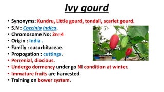 Ivygourd | PPTX