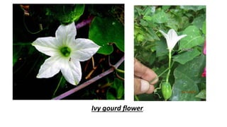 Ivygourd | PPTX
