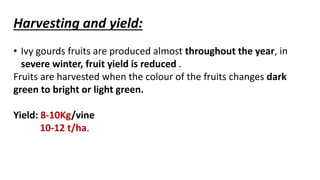 Ivygourd | PPTX