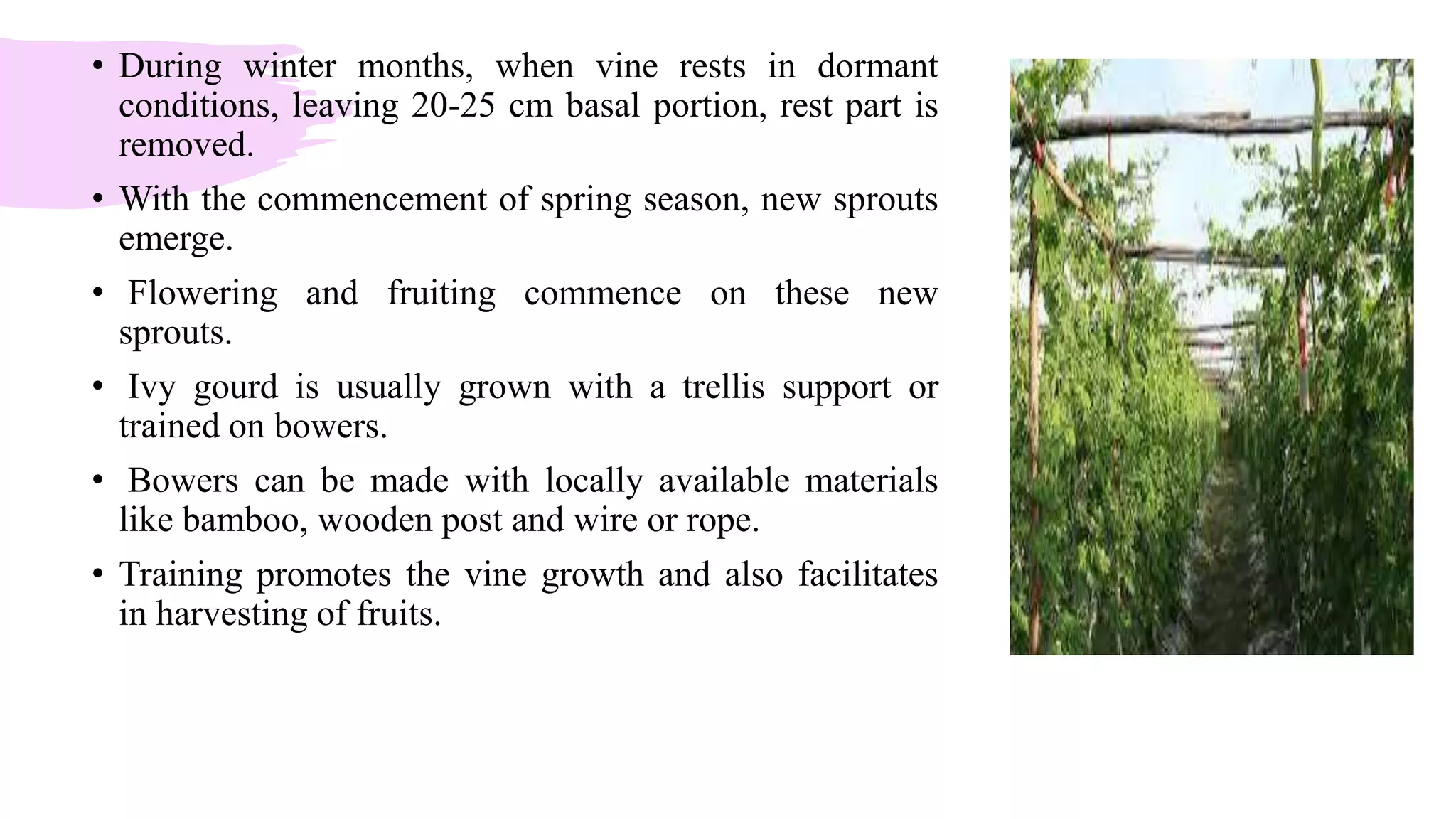 ivygourd-210917071332.pptx