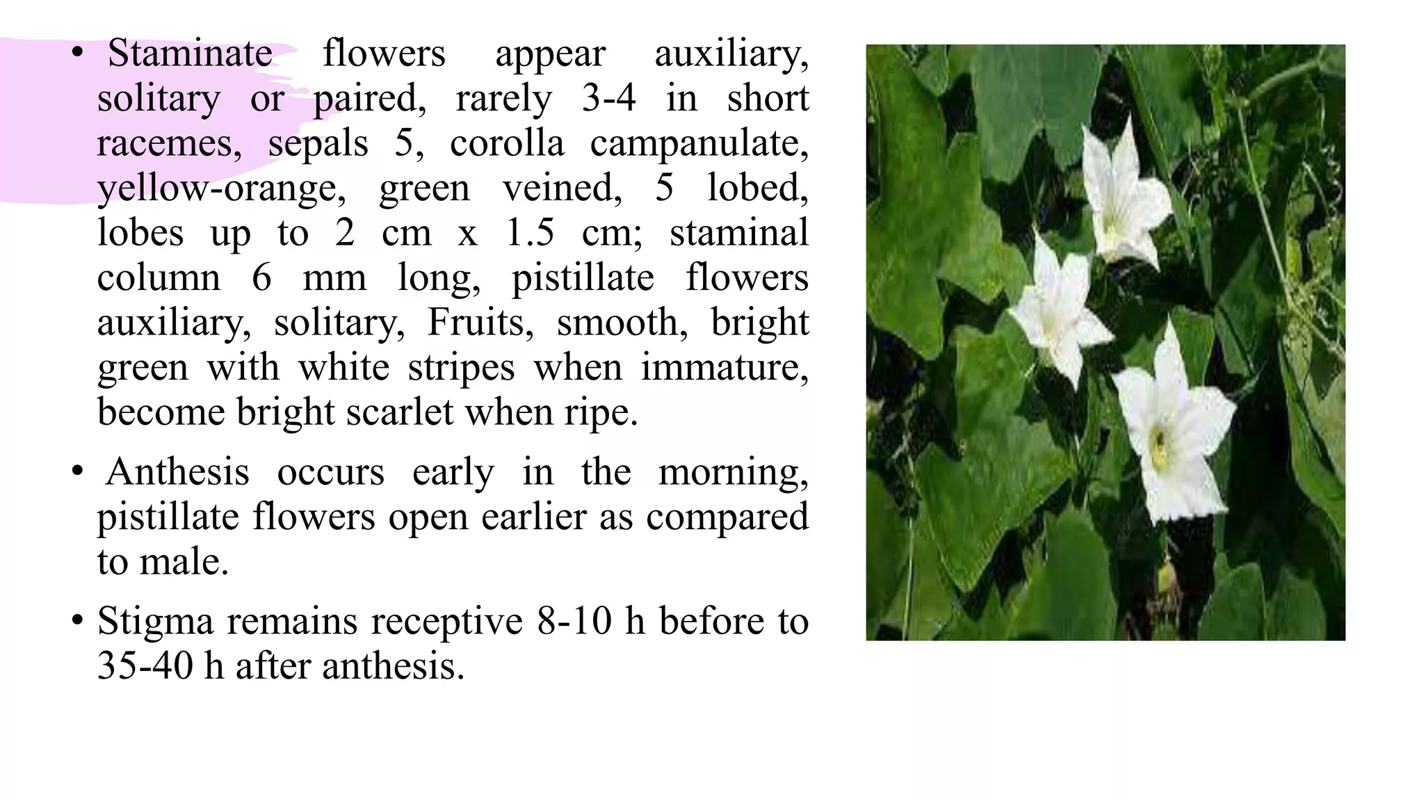 ivygourd-210917071332.pptx