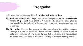 ivygourd-210917071332.pptx