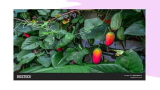 ivygourd-210917071332.pptx