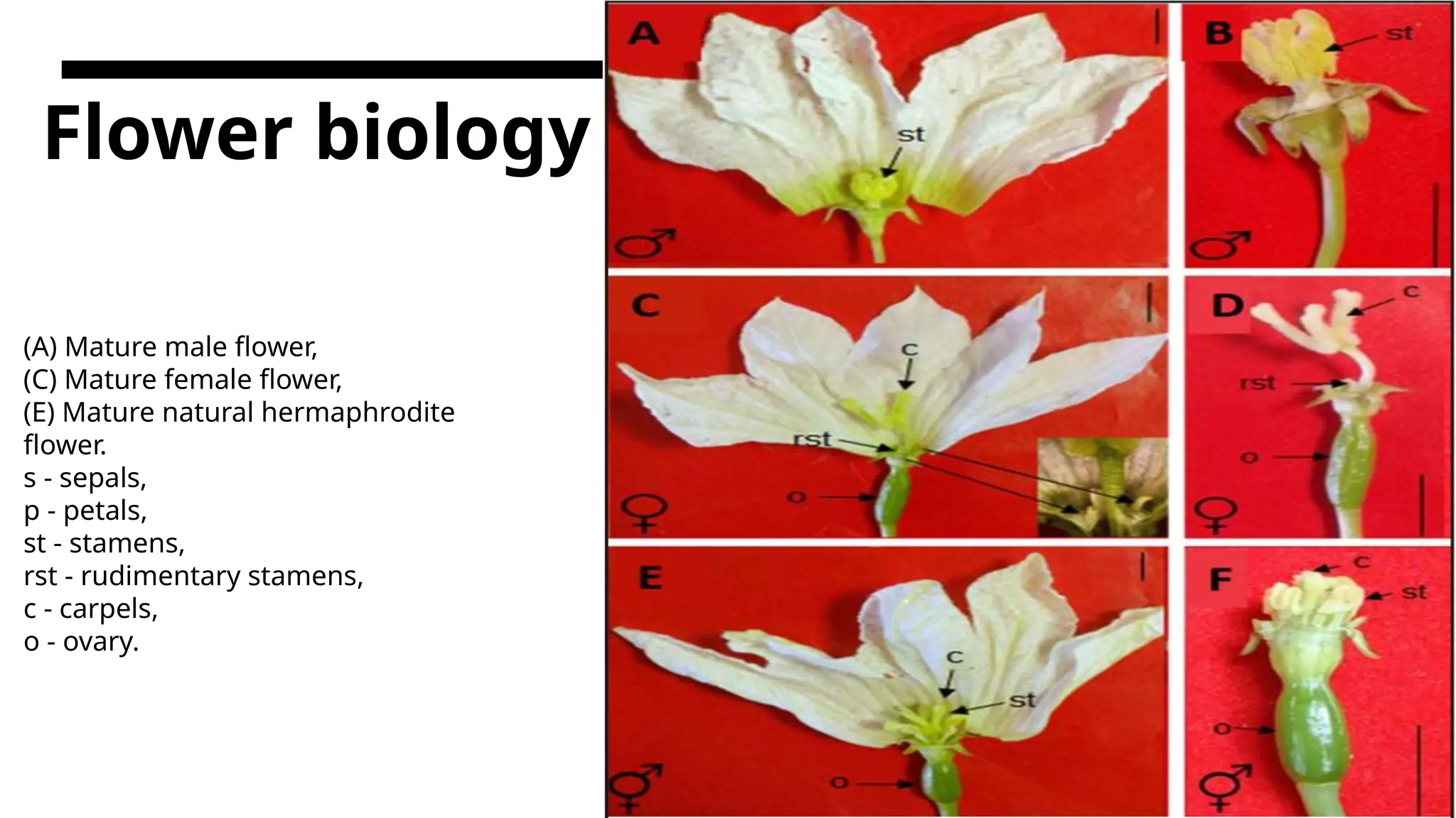 Breeding in ivy gourd : floral biology, methods and challenges | PPTX