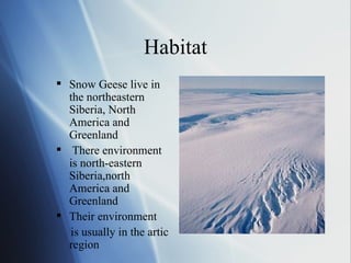 Snow Goose | PPT