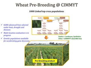 Mobilizing wheat gene bank variation to breeding pipeline | PPT