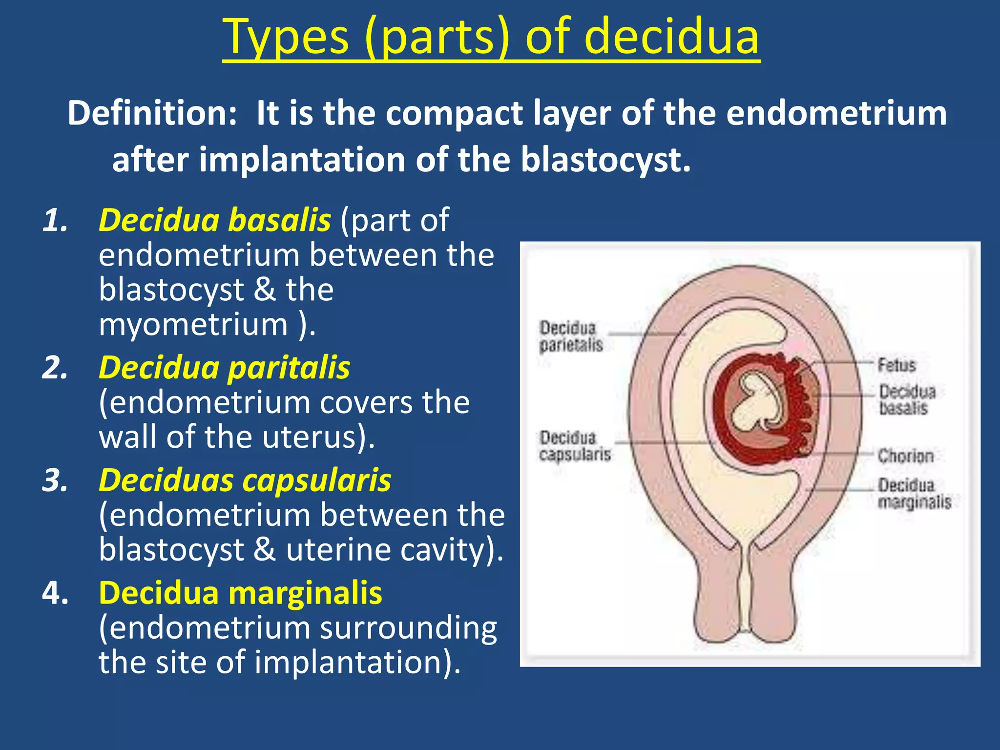 I week of development | PPTX