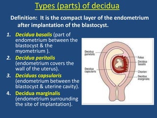 I week of development | PPT