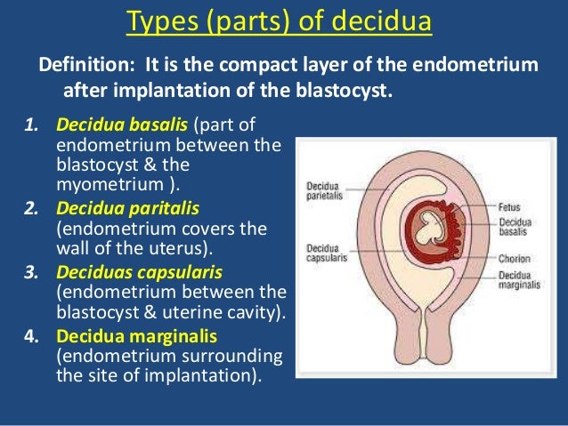 I week of development