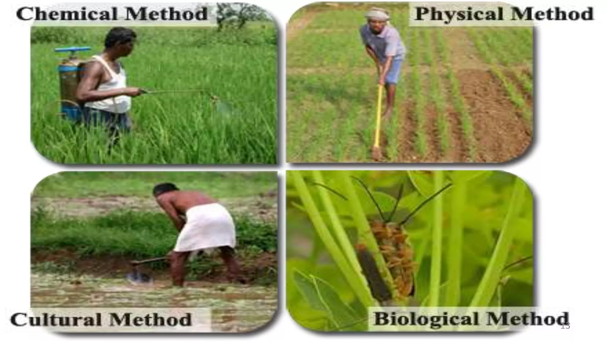 INTEGRATED WEED MANAGEMENT IN CHICKPEA | PPTX