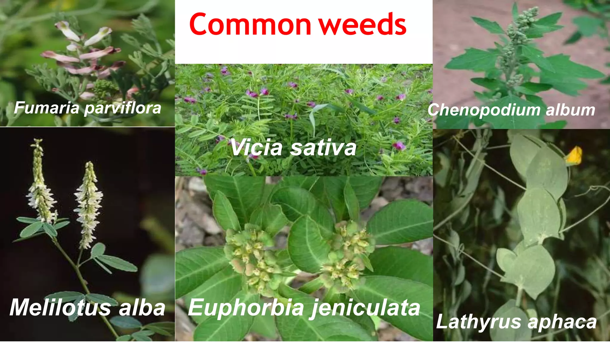 INTEGRATED WEED MANAGEMENT IN CHICKPEA | PPTX