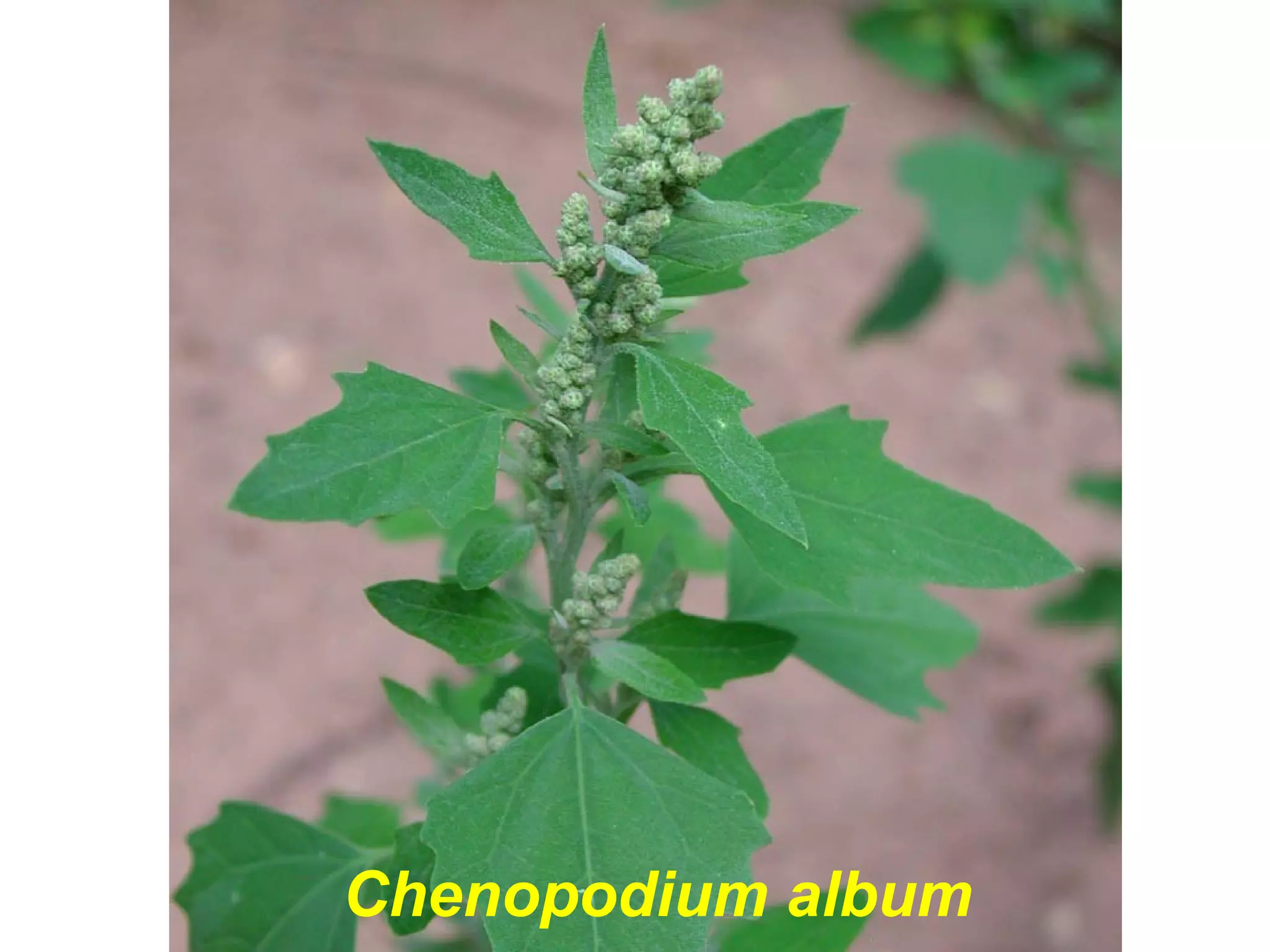 Integrated weed Management in pulses and oilseeds | PPT