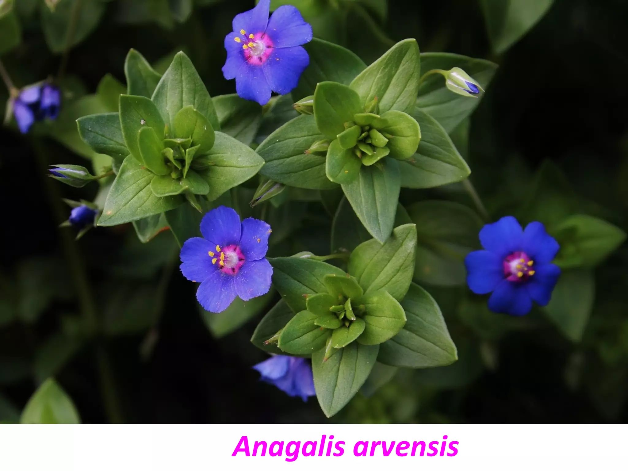 Integrated weed Management in pulses and oilseeds | PPT