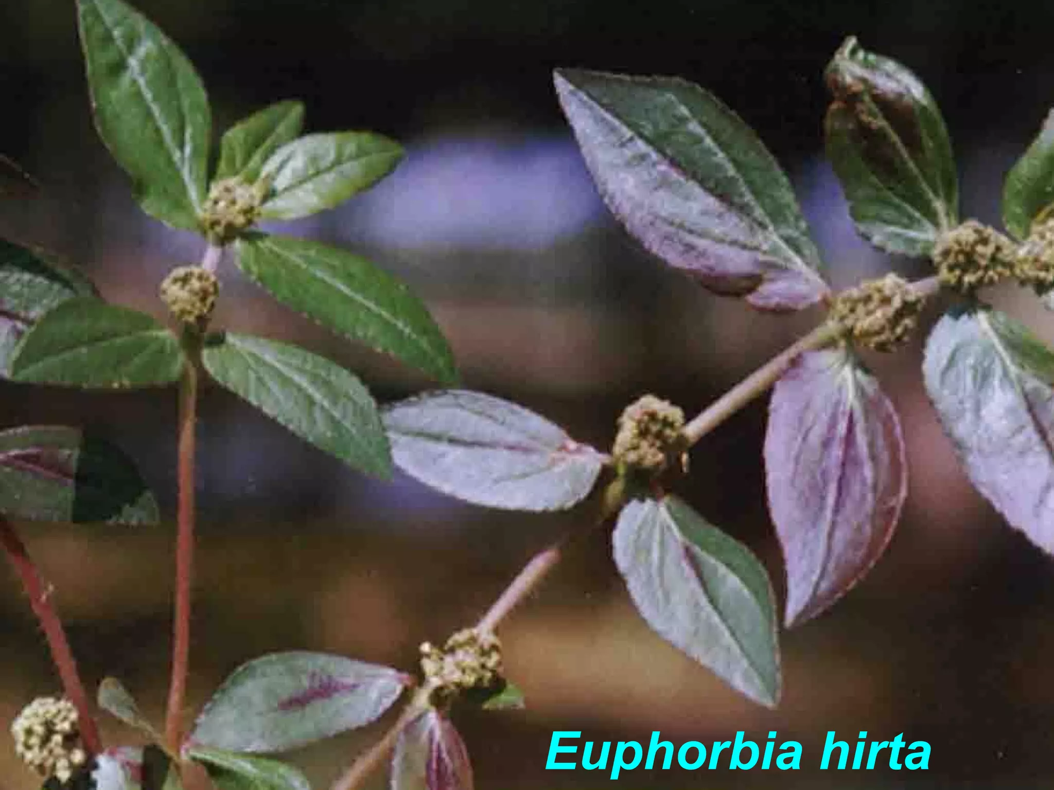 Integrated weed Management in pulses and oilseeds | PPT