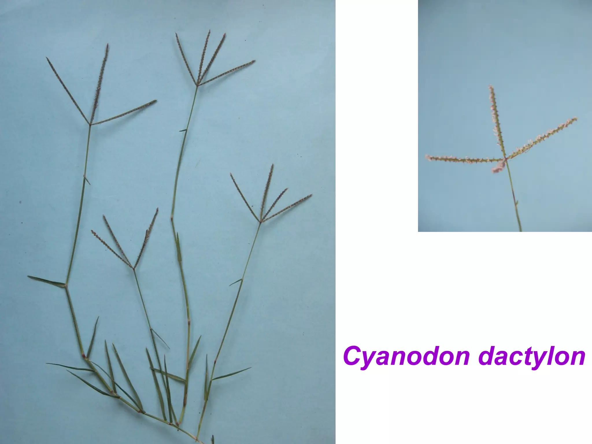 Integrated weed Management in pulses and oilseeds | PPT