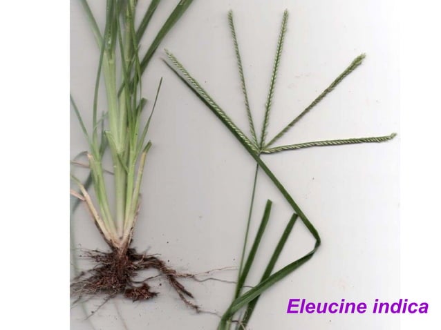 Integrated weed Management in pulses and oilseeds | PPT | Agriculture ...