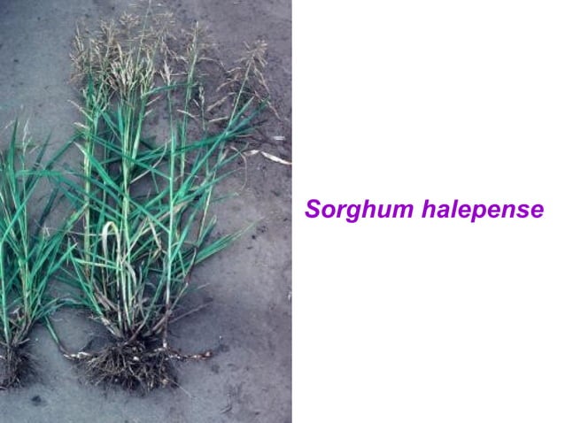 Integrated weed Management in pulses and oilseeds | PPT | Agriculture ...