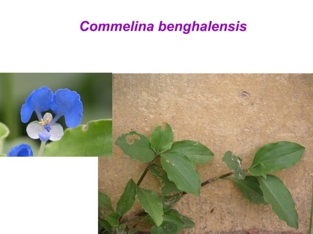 Integrated weed Management in pulses and oilseeds | PPT | Agriculture ...