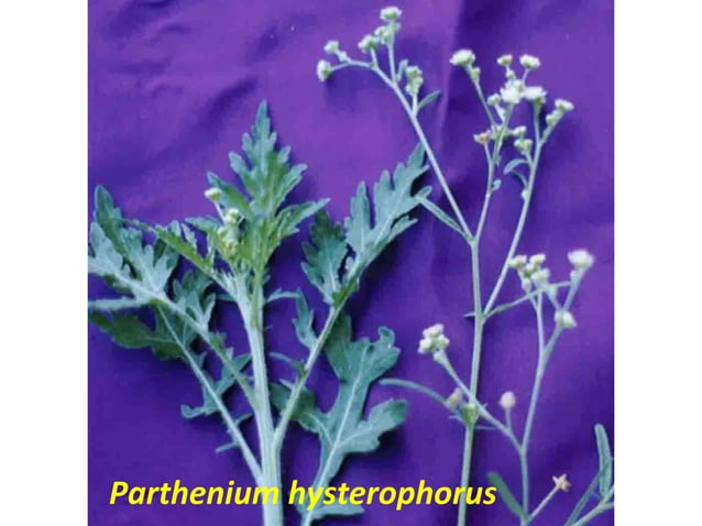 Integrated weed Management in pulses and oilseeds | PPT | Agriculture ...