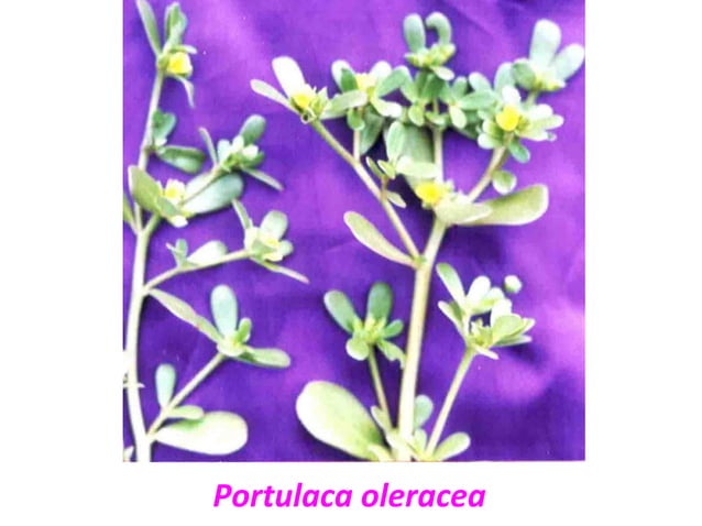 Integrated weed Management in pulses and oilseeds | PPT | Agriculture ...