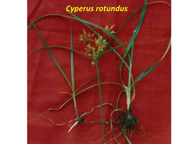 Integrated weed Management in pulses and oilseeds | PPT | Agriculture ...