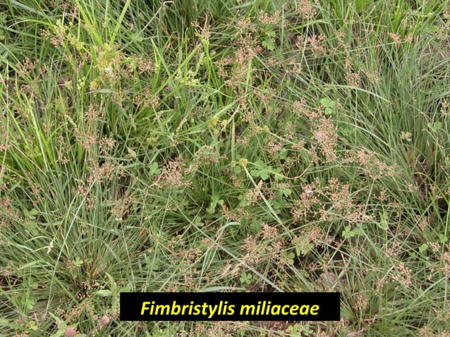 Integrated weed Management in pulses and oilseeds | PPT | Agriculture ...