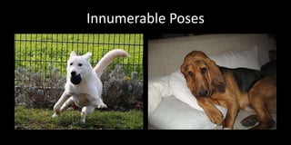 Dog Breed Classification Using Part Localization | PPTX | Dogs | Pets