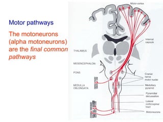 Anatomy and Physiology of Motor disorder | PPT