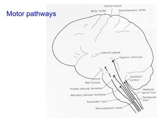 Anatomy and Physiology of Motor disorder | PPT