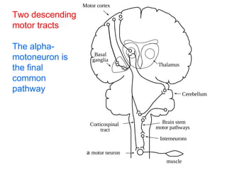 Anatomy and Physiology of Motor disorder | PPT