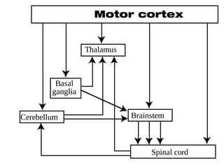 Anatomy and Physiology of Motor disorder | PPT