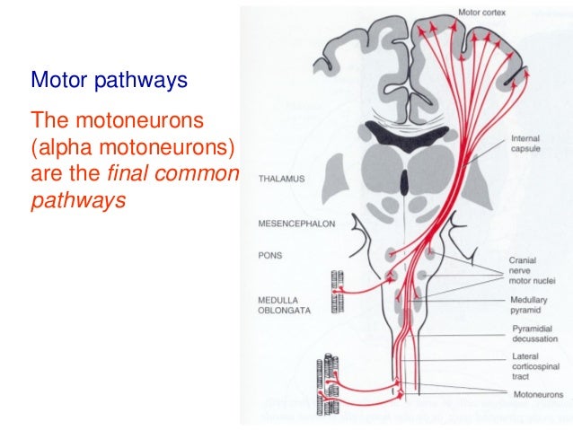 Anatomy and Physiology of Motor disorder
