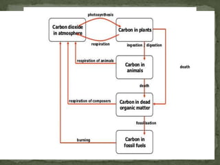 Nutrient cycle by Uday sir | PPTX